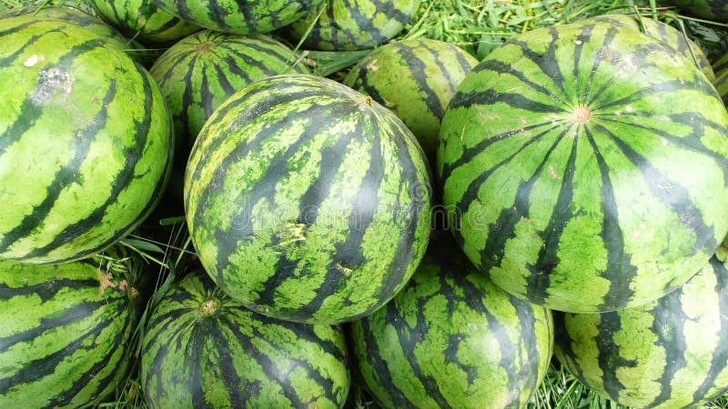 Fresh watermelon stock image. Image of yellow, autumn - 14116795