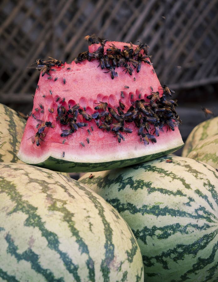 Bees Watermelon Stock Photos - Free & Royalty-Free Stock Photos from ...
