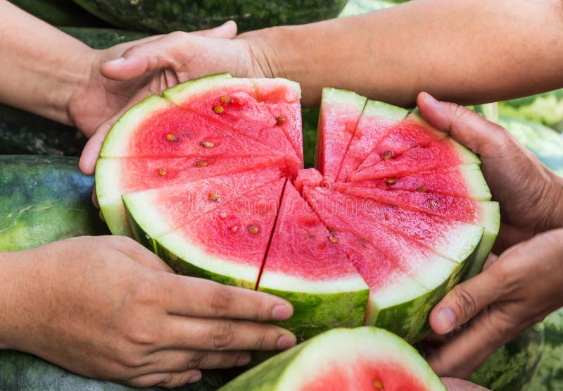 Fresh watermelons. stock photo. Image of delicious, peel - 63325520