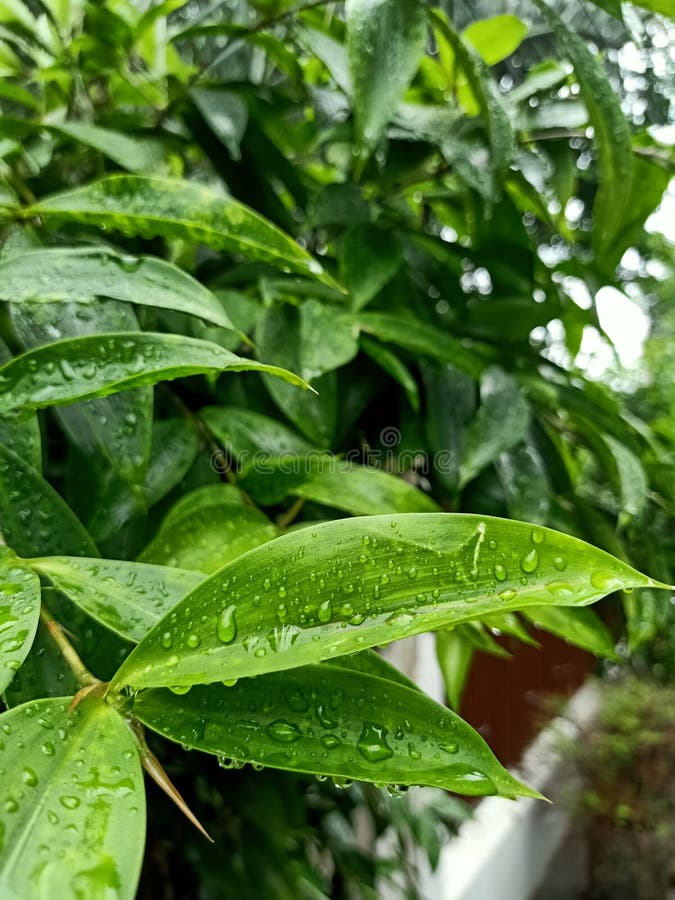 Morning leaves stock photo. Image of leaf, outdoors, environment - 17326808