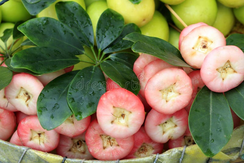 Fresh wax apple stock photo. Image of juice, delicious - 28774058