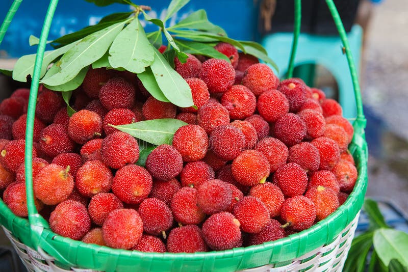 Yumberry Fruit Tree stock photo. Image of organic, fruit - 28800674