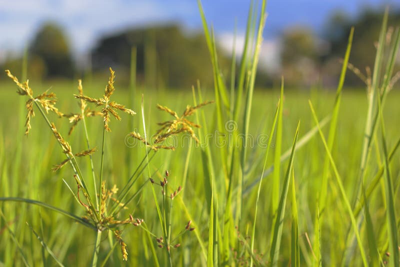 Fresh weed in rice fields stock image. Image of cultivate - 26307713