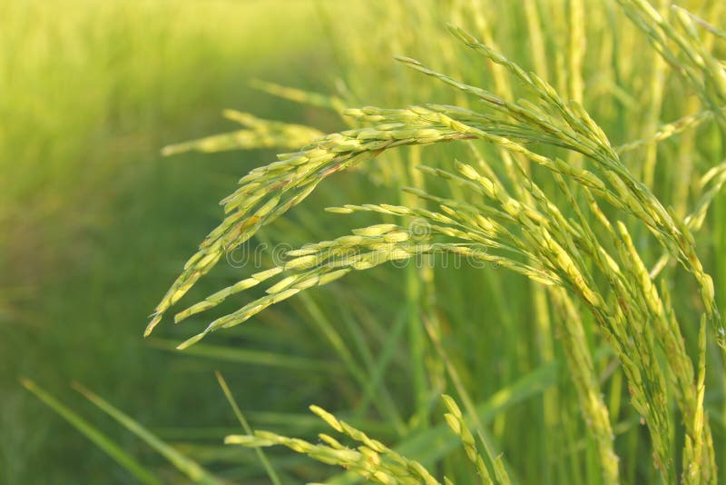 Fresh weed in rice fields stock image. Image of cultivate - 26307713