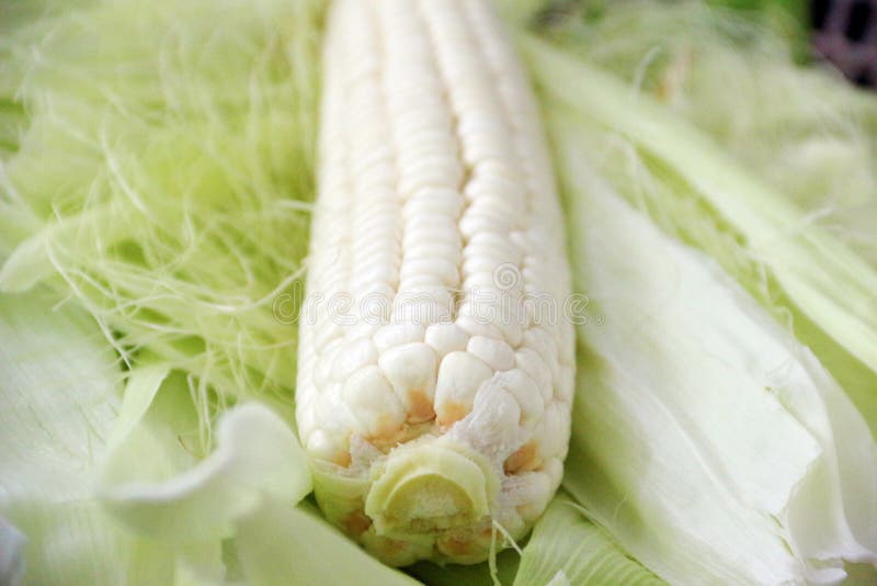 Fresh weet waxy corn stock image. Image of ingredient - 192422689