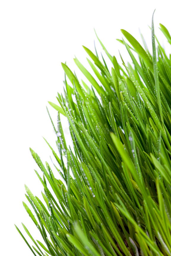 Fresh wet grass stock image. Image of drip, light, drop - 18563311