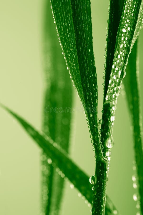Fresh Wet Grass Background Picture. Image: 7754343