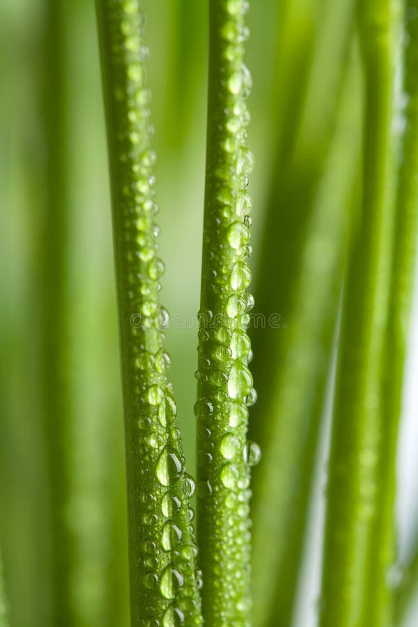 Fresh Wet Grass Background Picture. Image: 7777671