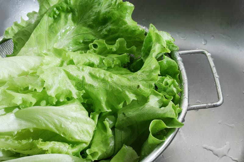 883 Wash Lettuce Photos - Free & Royalty-Free Stock Photos from Dreamstime