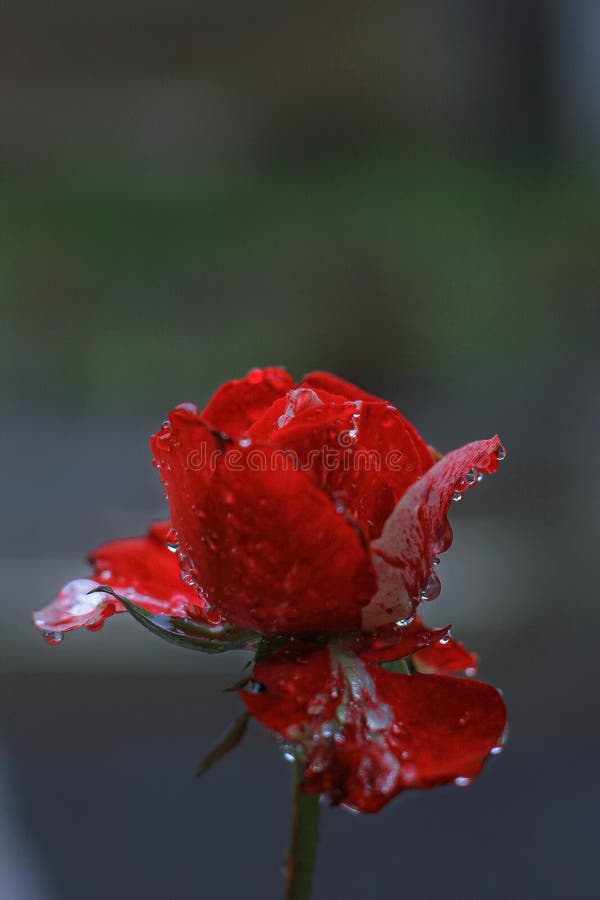 Red Roses with Raindrops in the Garden. Sunny Summer Day after Rain ...