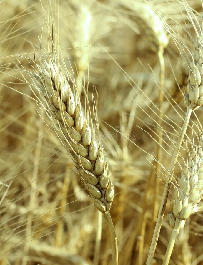 Wheat stock image. Image of farm, farming, closeup, field - 3983649