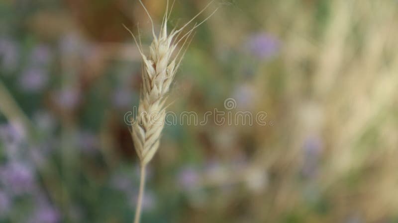 Fresh Wheat Branches in Spring ! Stock Image - Image of plant, branches ...