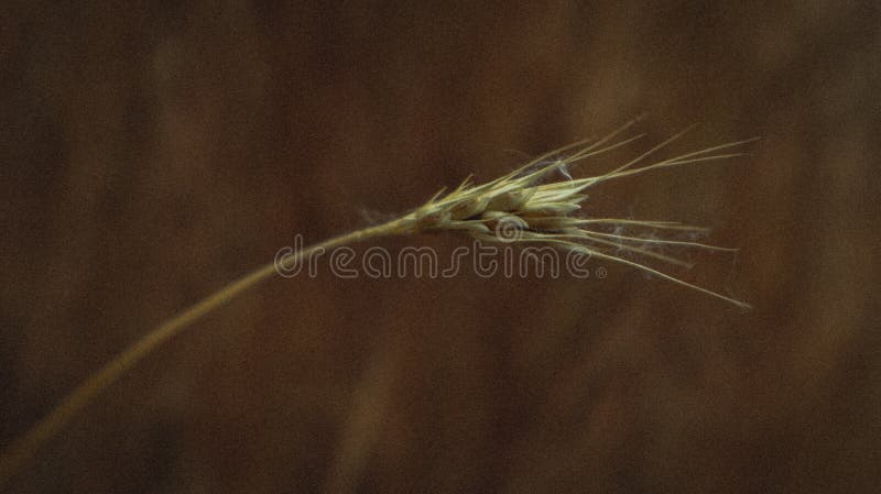 Fresh Wheat Branches in Spring ! Stock Image - Image of beauty, plant ...