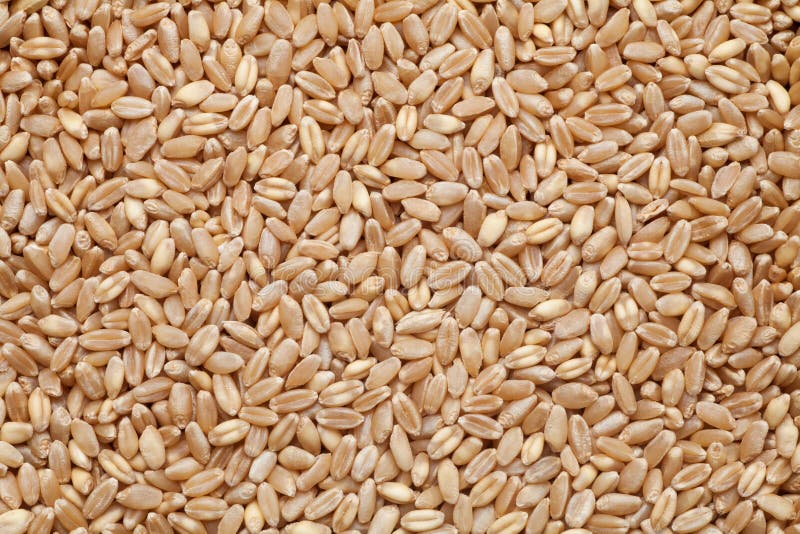Fresh wheat grains stock photo. Image of wheat, texture - 150871538
