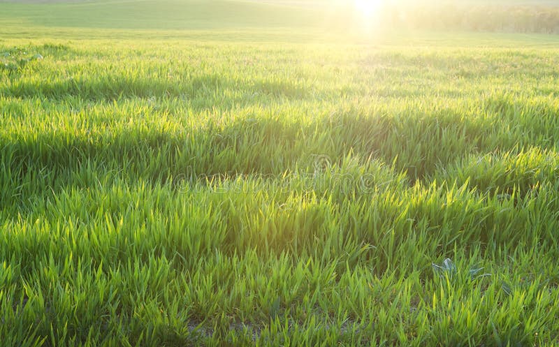 Fresh Wheat Grass for Juicing Stock Image - Image of nature, freshness ...