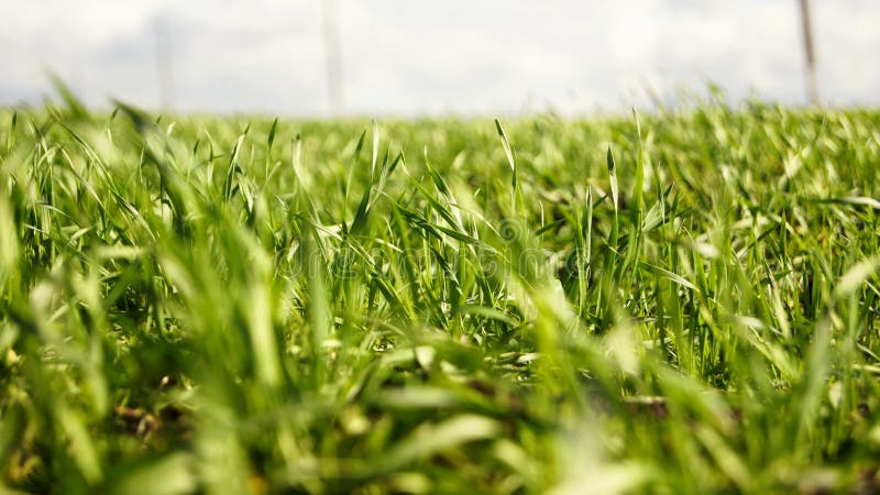 Fresh wheat grass stock image. Image of drop, healthy - 50992791