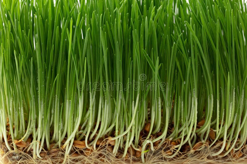 Fresh Wheat Grass Sprouted. Germinated Grains of Wheat Stock Photo ...