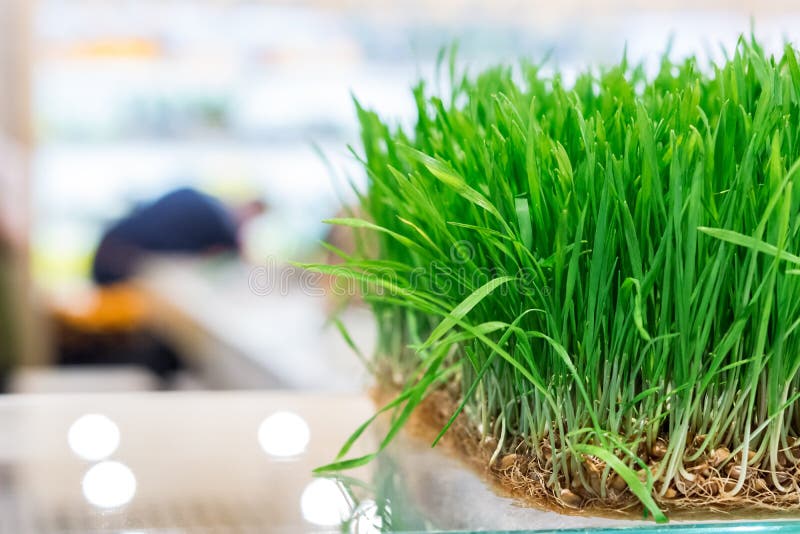 Fresh wheat grass stock image. Image of diet, healthy - 87337089