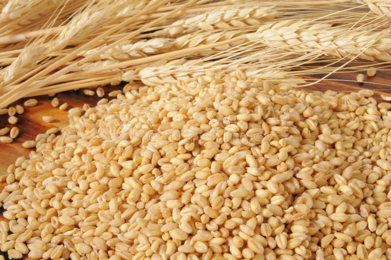 Fresh wheat kernels stock photo. Image of cereal, golden - 31175738