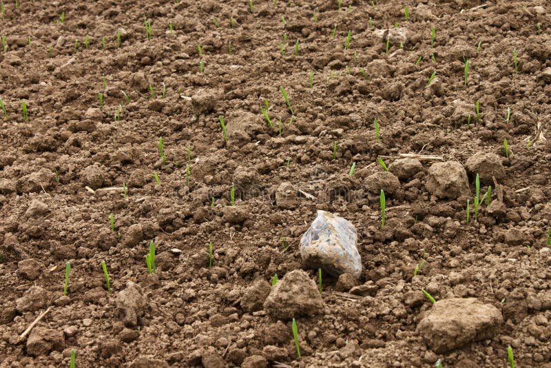 Fresh Wheat Seedlings in Soil Stock Photo - Image of seedlings, soil ...
