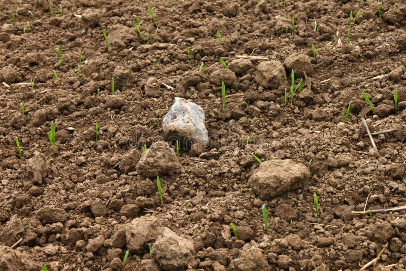 Fresh Wheat Seedlings in Soil Stock Image - Image of seedling, samlet ...