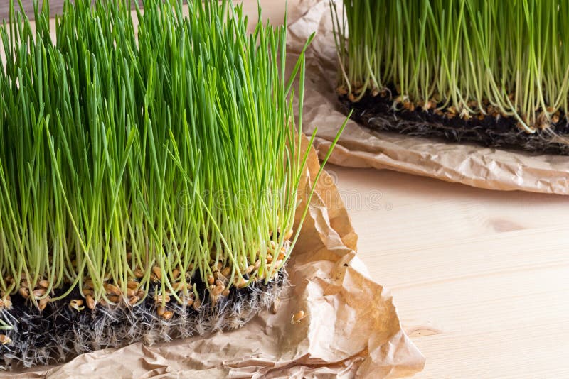 Fresh Wheatgrass with Wheatgrass Juice Stock Image - Image of style ...