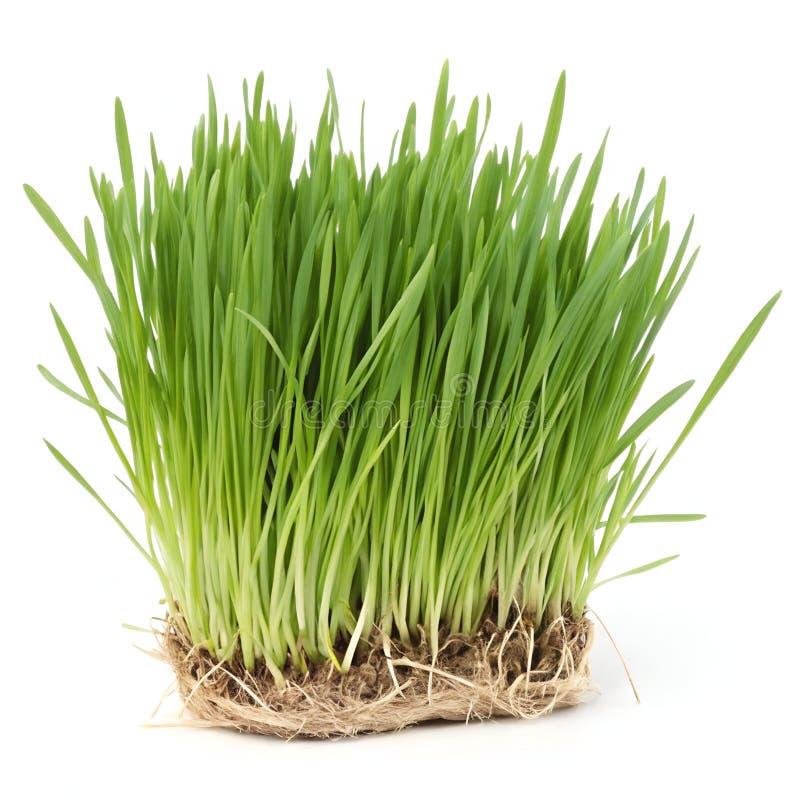 Fresh Wheatgrass Isolated on White Background Stock Illustration ...