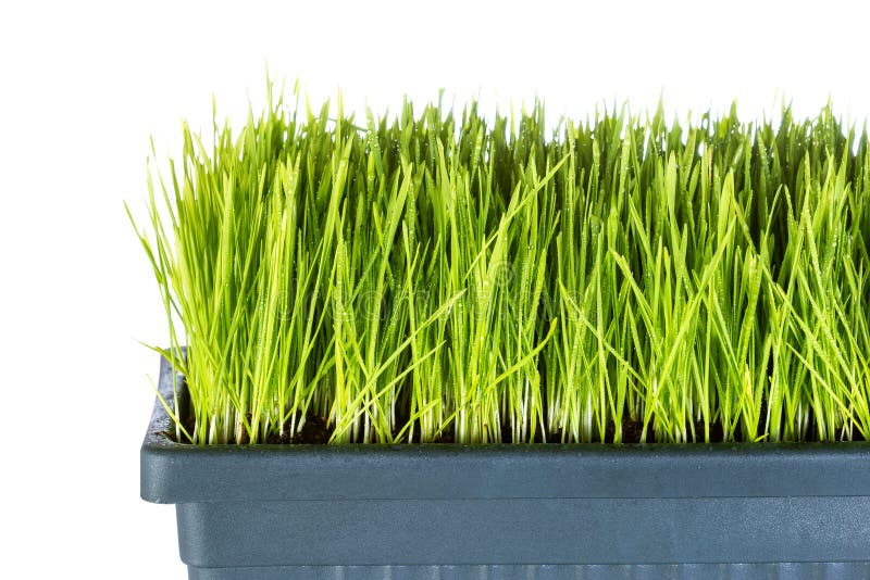 Fresh Wheatgrass Isolated on White Stock Photo - Image of dirt, soil ...