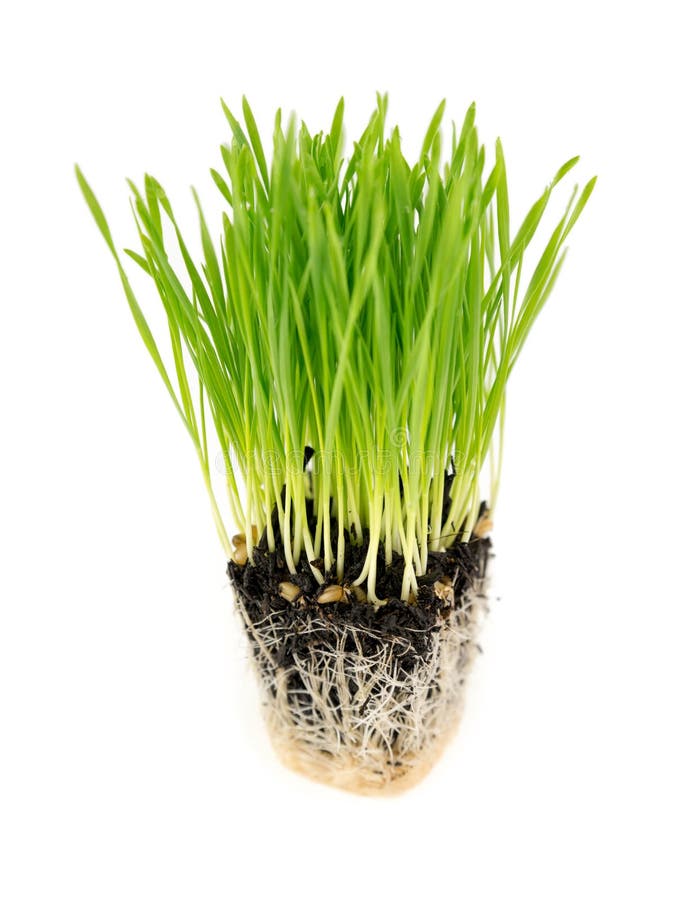 Fresh Wheatgrass Isolated on White Stock Photo - Image of dirt, soil ...