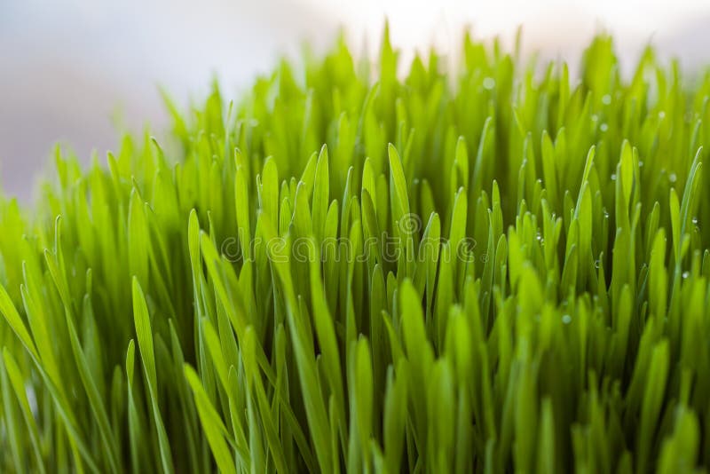 Fresh Wheatgrass for Juicing Stock Photo - Image of natural, juicing ...