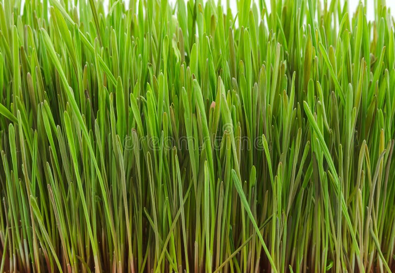 Fresh Wheatgrass with Wheatgrass Juice Stock Image - Image of style ...