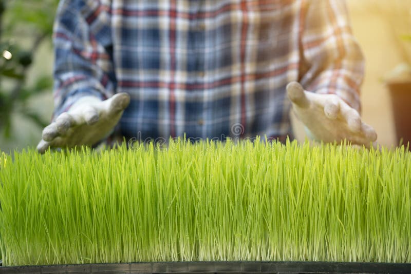 Fresh Wheatgrass with Wheatgrass Juice Stock Image - Image of style ...