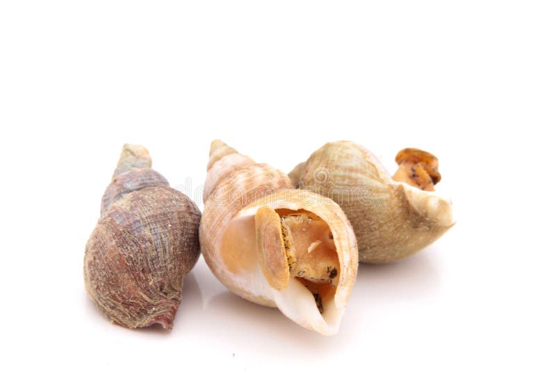 Fresh Whelks stock image. Image of ocean, crustacean - 32124817