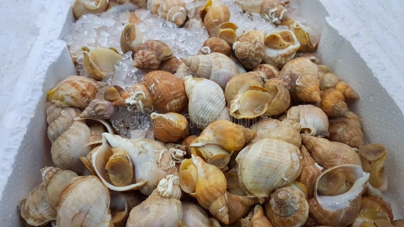 Raw Whelks Stock Photos - Free & Royalty-Free Stock Photos from Dreamstime