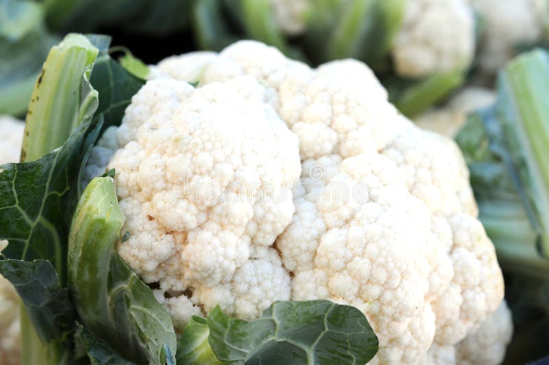Fresh white cauliflower stock photo. Image of agriculture - 31337052