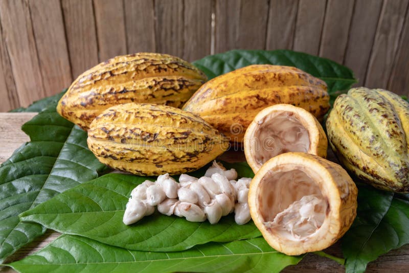 Fresh White Cocoa Beans and Cocoa Pods Stock Image - Image of cacao ...