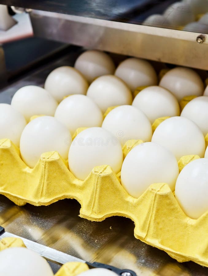 Fresh White Eggs on an Assembly Line Ready for Packaging at a Rural Farm Facility during the ...