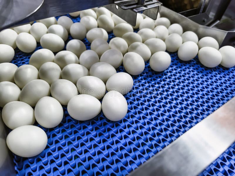 Fresh White Eggs on a Conveyor System in a Bustling Poultry Processing Facility Stock Image ...