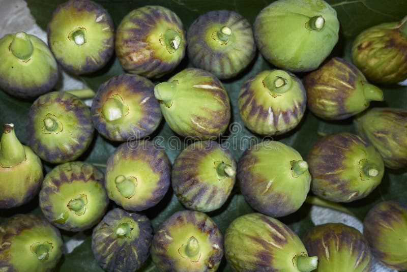 Fresh figs just collected stock photo. Image of moraceae - 127303556
