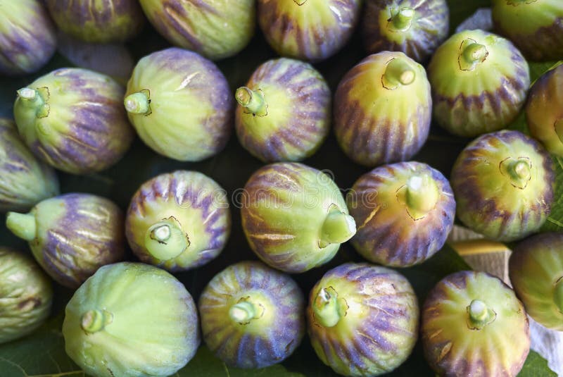 Fresh figs just collected stock photo. Image of infructescence - 127304182