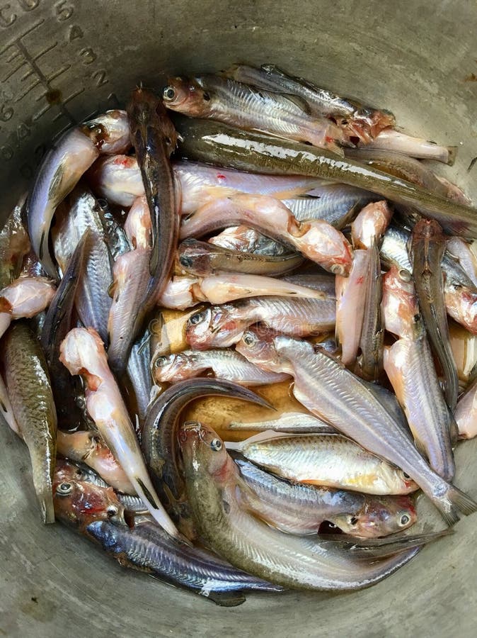 Fresh White Fish from River Stock Photo - Image of delicious, animal ...