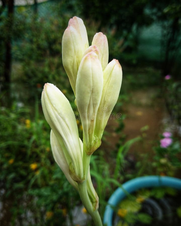 Fresh White Flower& X27;s Bud with Green Stalk Stock Photo - Image of ...