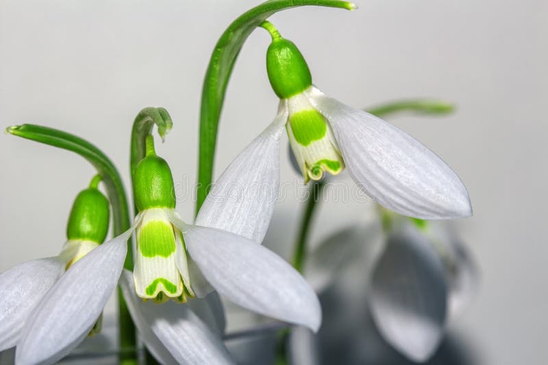 Fresh white flowers stock photo. Image of beauty, beautiful - 164926468