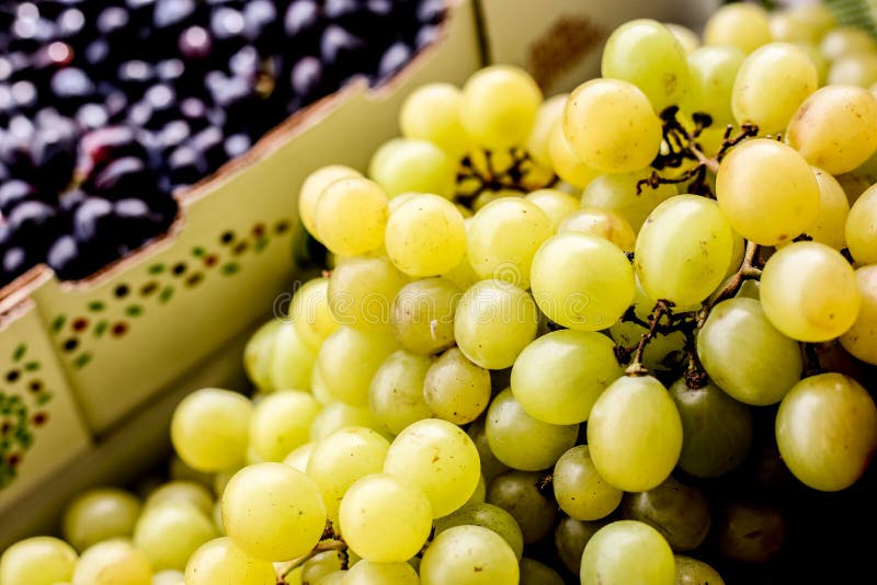 Fresh white grapes stock photo. Image of italy, autumn - 141020294