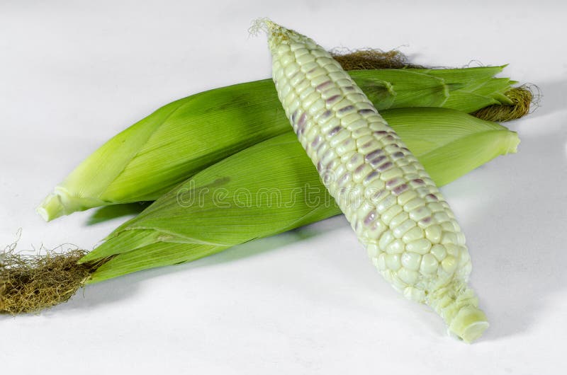 Fresh Corn Vegetables on Corn Plant Stock Photo - Image of farmers ...