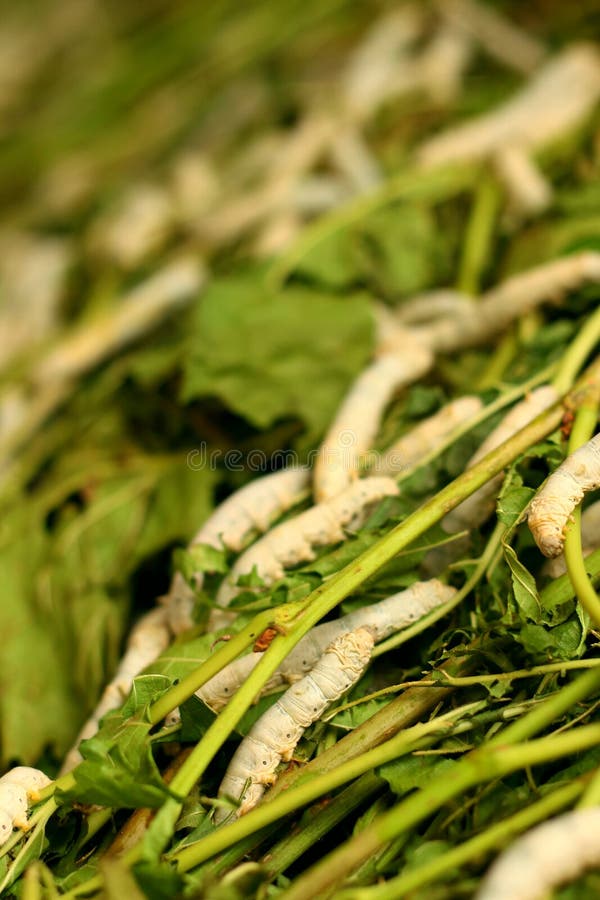 Fresh White Maggots in the Tray at the Garden Stock Photo - Image of ...