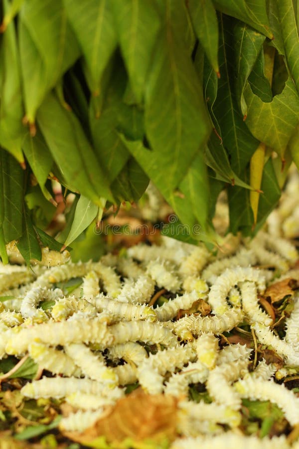 Fresh White Maggots in the Tray at the Garden Stock Photo - Image of ...