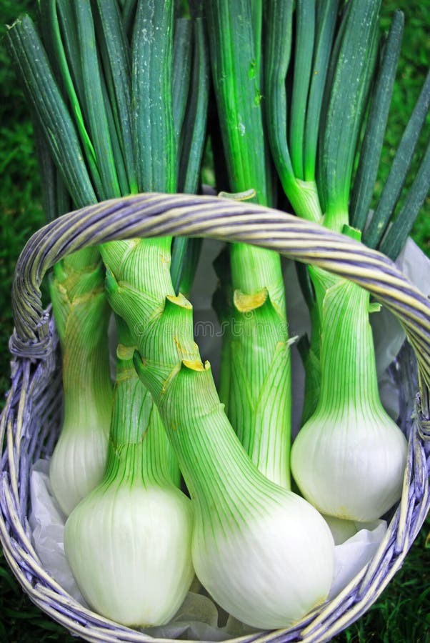 Fresh white onions stock photo. Image of cook, produce - 6806522