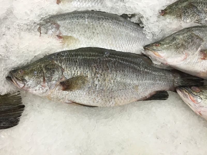 Fresh White Perch Fish on Iced Stall Stock Photo - Image of delicious ...