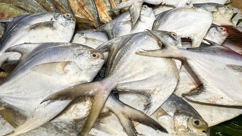 Fresh White Pomfret Fish in Supermarket. Fresh White Pomfret Fish in ...